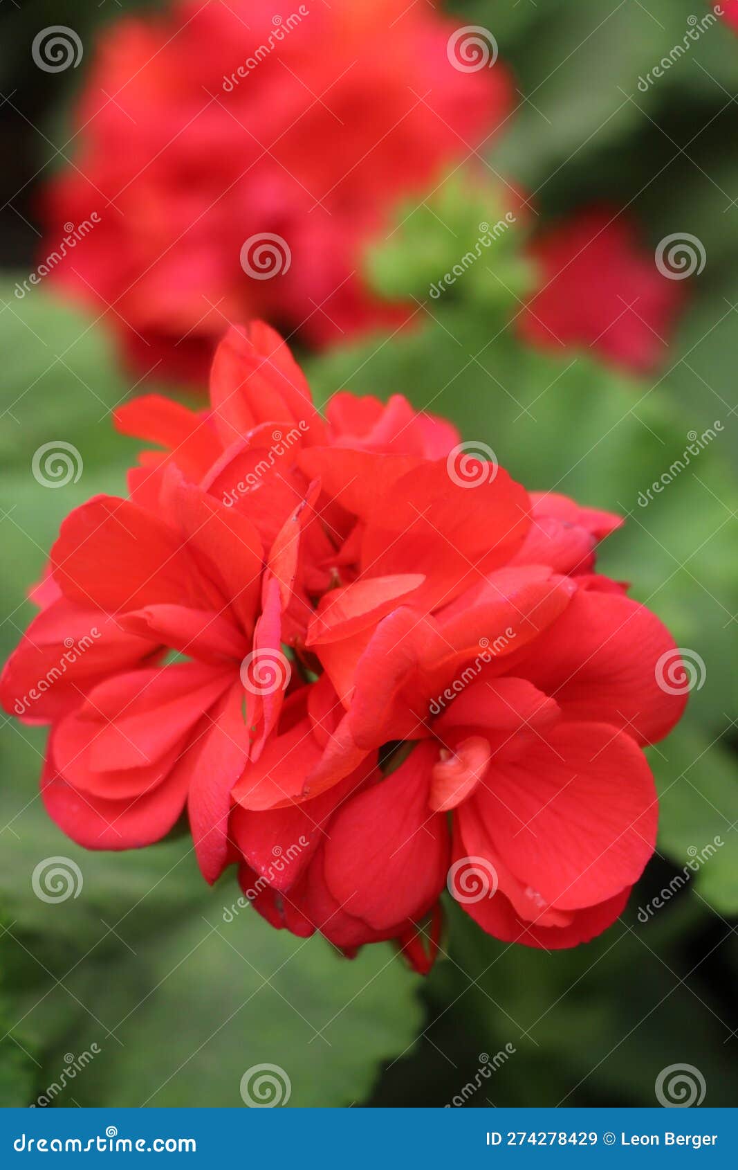 Red Geranium Flowers and Geranium Petals Stock Image - Image of petal ...