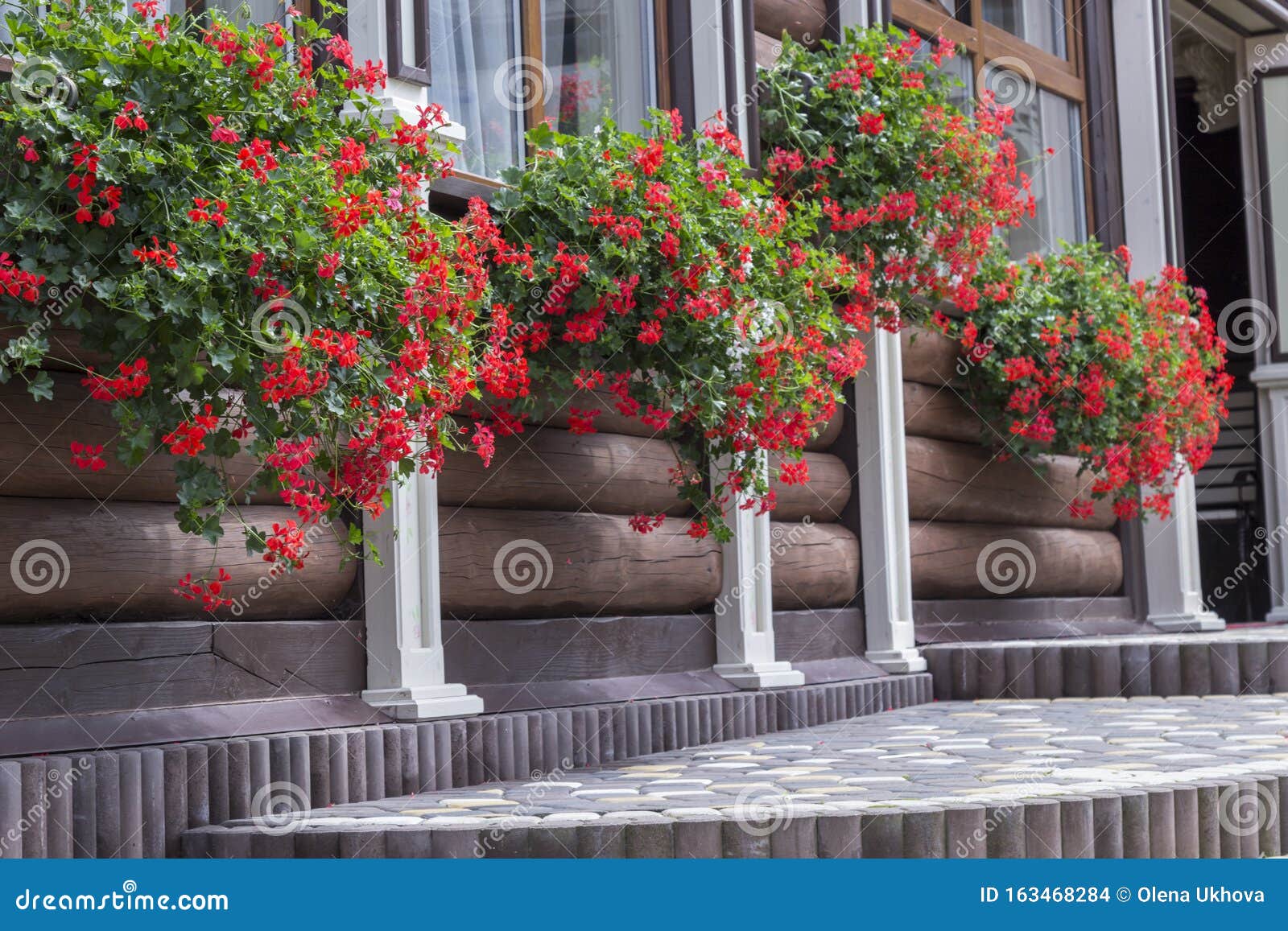 Red Geranium Flowers on a Window of a House Stock Photo - Image of ...