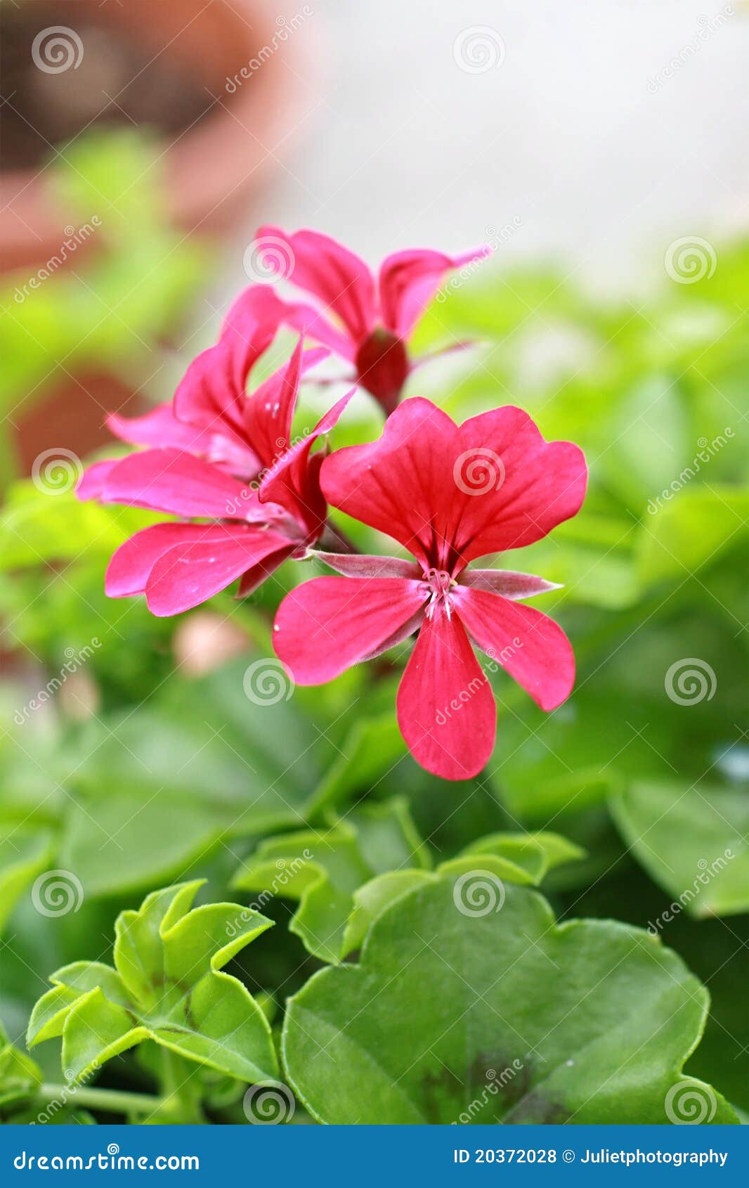 Red geranium in the garden stock photo. Image of bloom - 20372028
