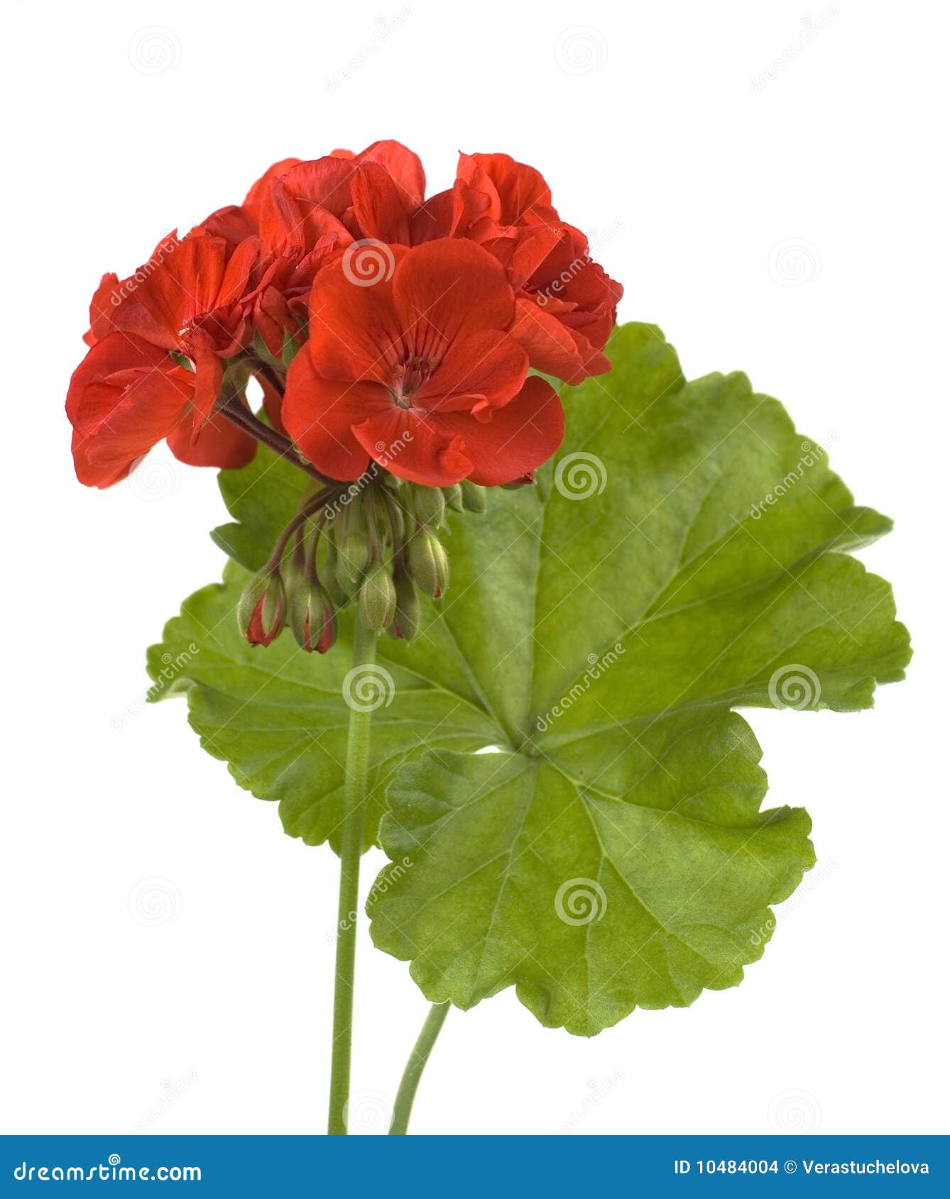 Red Geranium with Leaf Isolated Stock Photo - Image of beautiful ...
