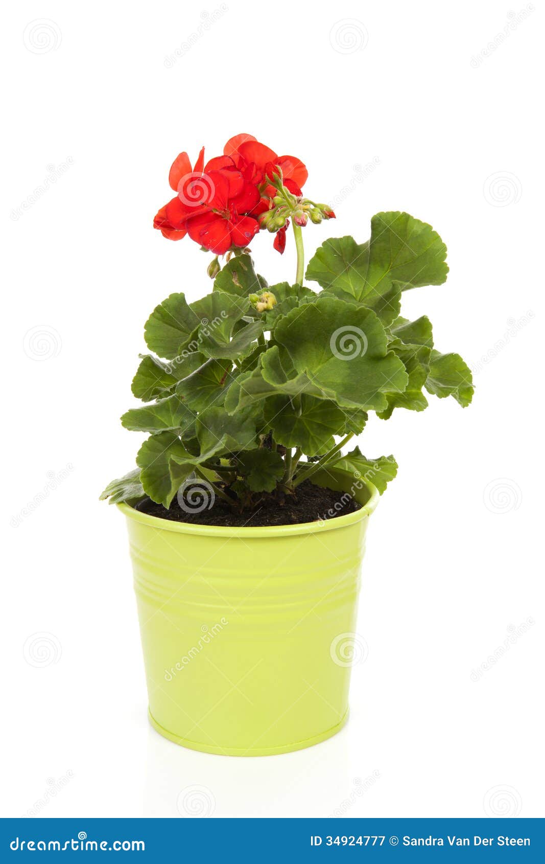 Red Geranium Plant In Green Pot Stock Image - Image of nature, plant ...