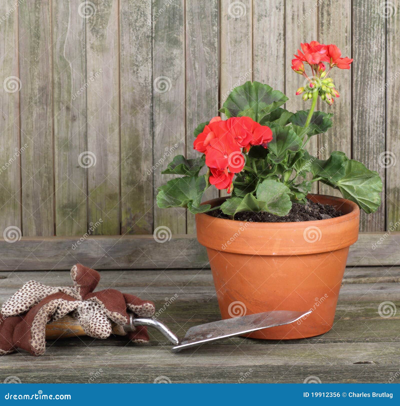 Red Geranium in a Pot stock photo. Image of flora, garden - 19912356