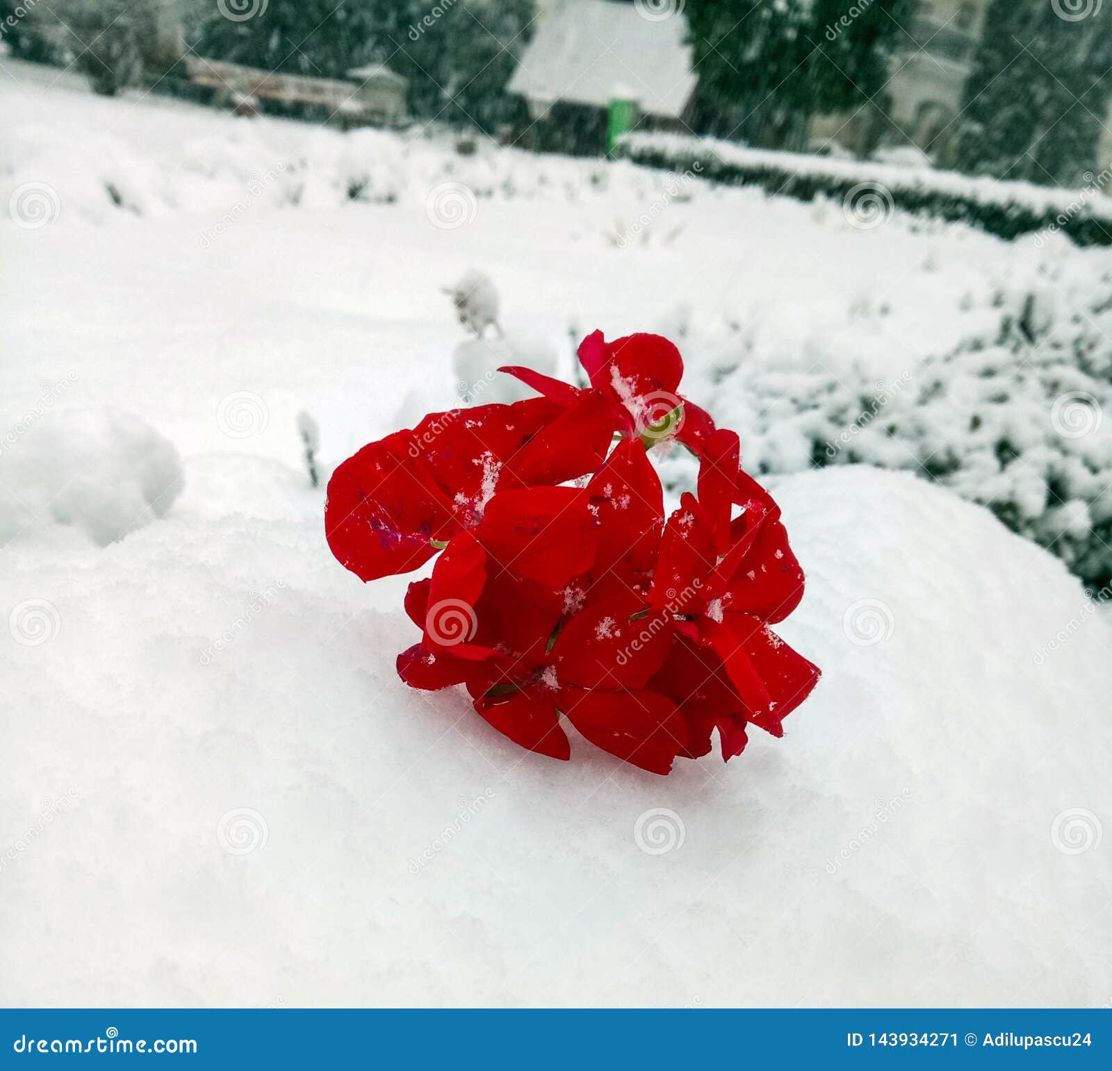 Red geranium in the snow stock image. Image of colorful - 143934271