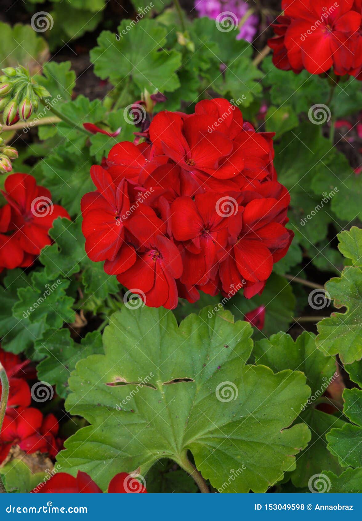 Red Geranium in the Summer Garden on the Flowerbed Stock Photo - Image ...