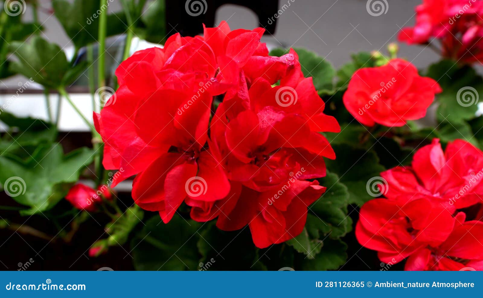A Red Geranium To Greet Spring Stock Video - Video of trees, leaf ...
