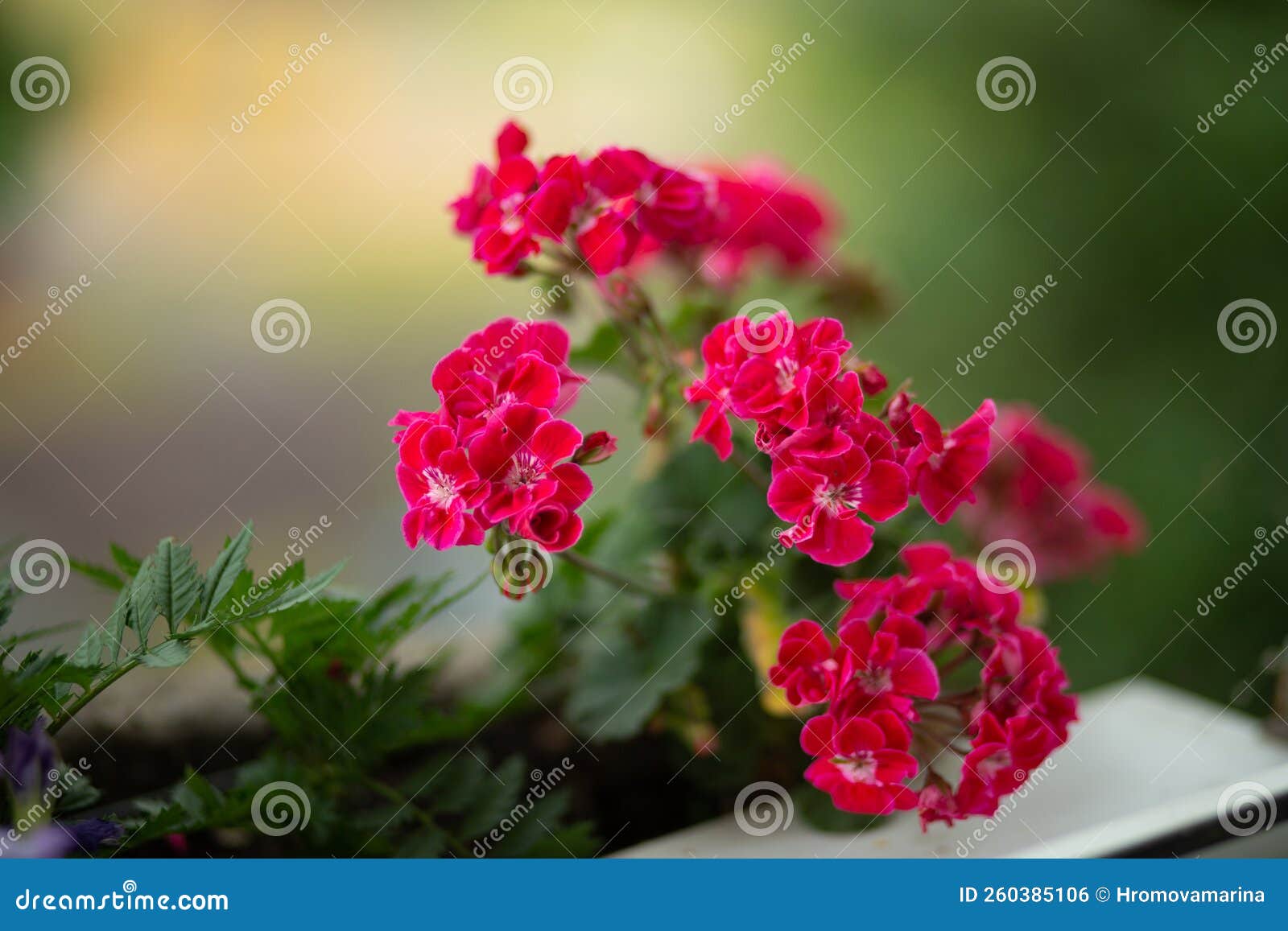 Red Geranium on a Window on a Green Background Stock Photo - Image of ...