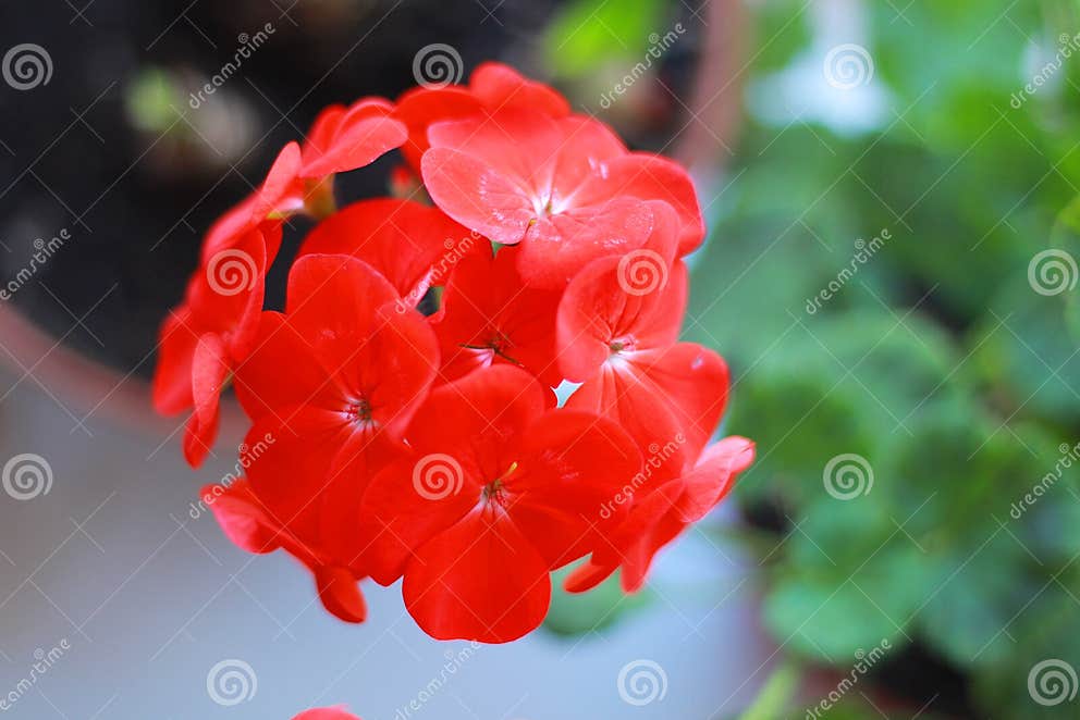 Red Geraniums Bloom Beautifully Stock Image - Image of spire, tower ...