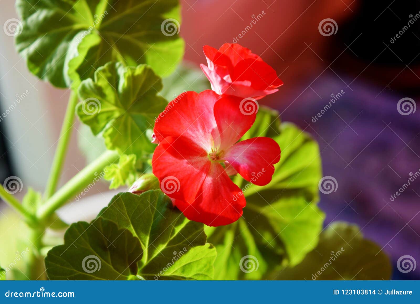 Red Geraniums Bloom on the Window. Red House Geranium. Pelargonium ...
