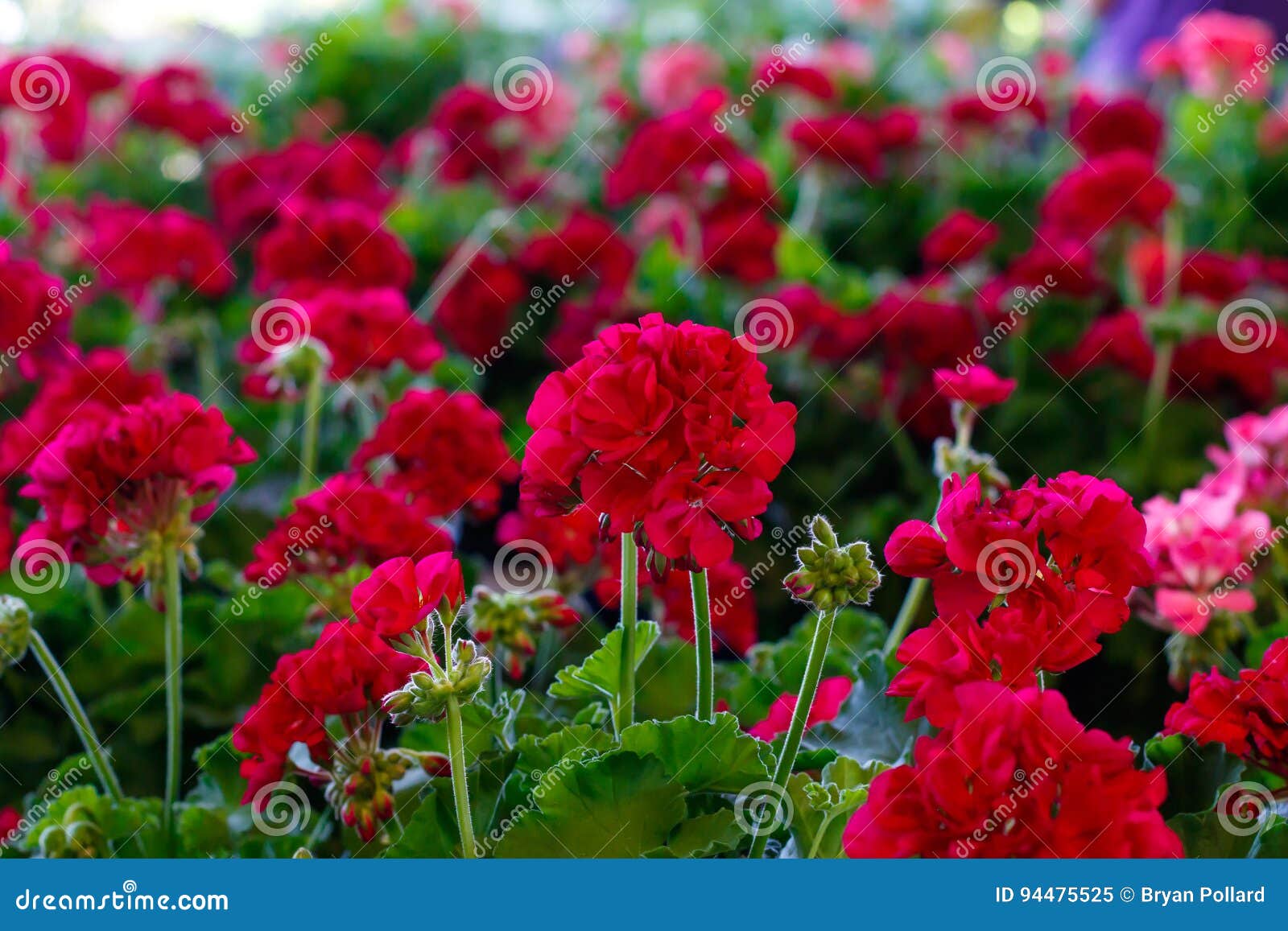 Red Geraniums stock image. Image of crop, summer, farming - 94475525