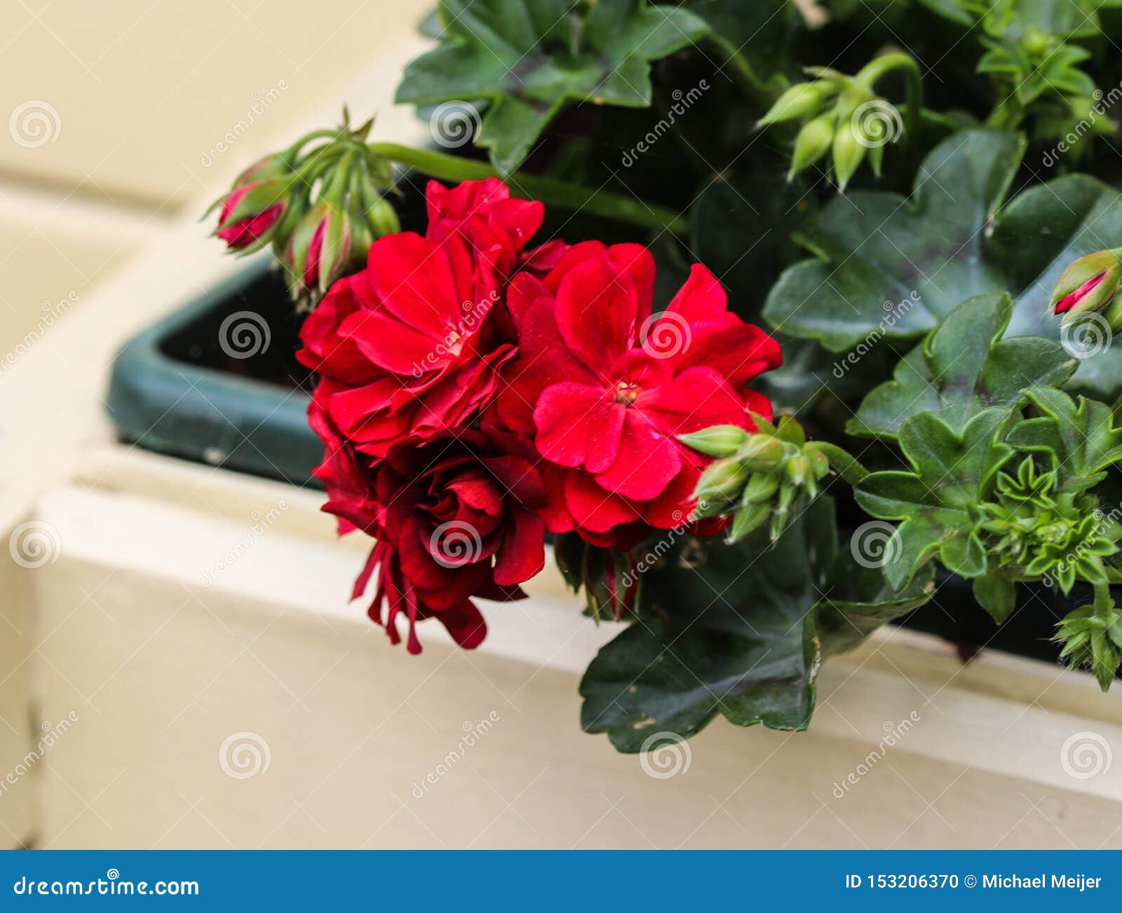 Red Geraniums (Pelargonium X Hortorum) in Garden Blooming Stock Photo ...