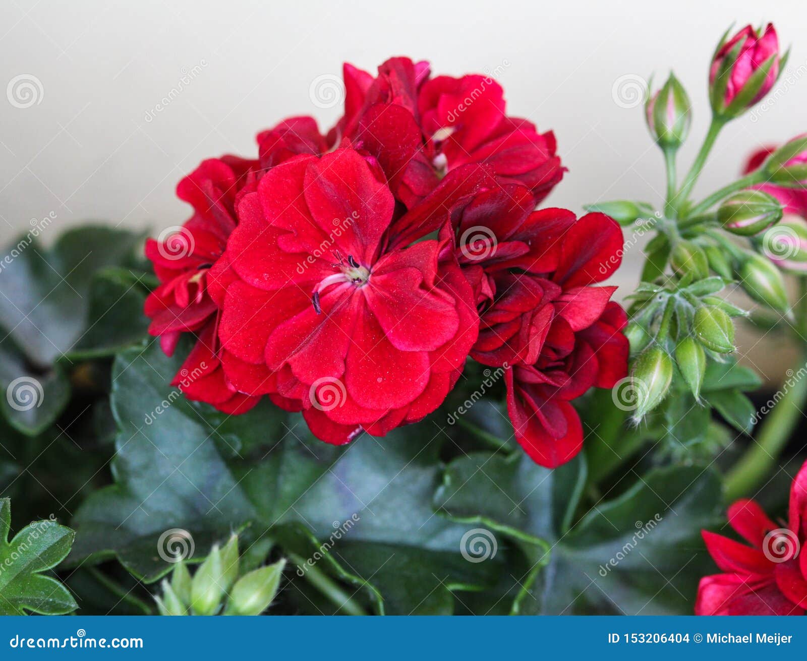 Red Geraniums (Pelargonium X Hortorum) in Garden Blooming Stock Photo ...