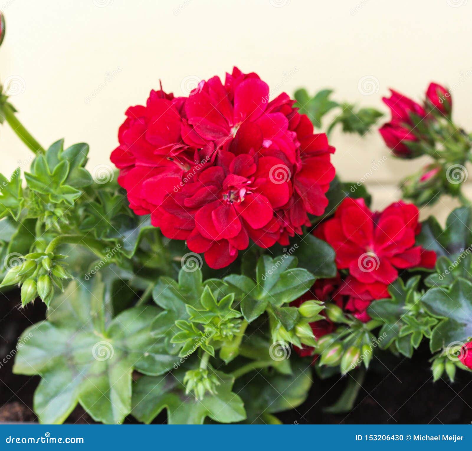 Red Geraniums (Pelargonium X Hortorum) in Garden Blooming Stock Photo ...