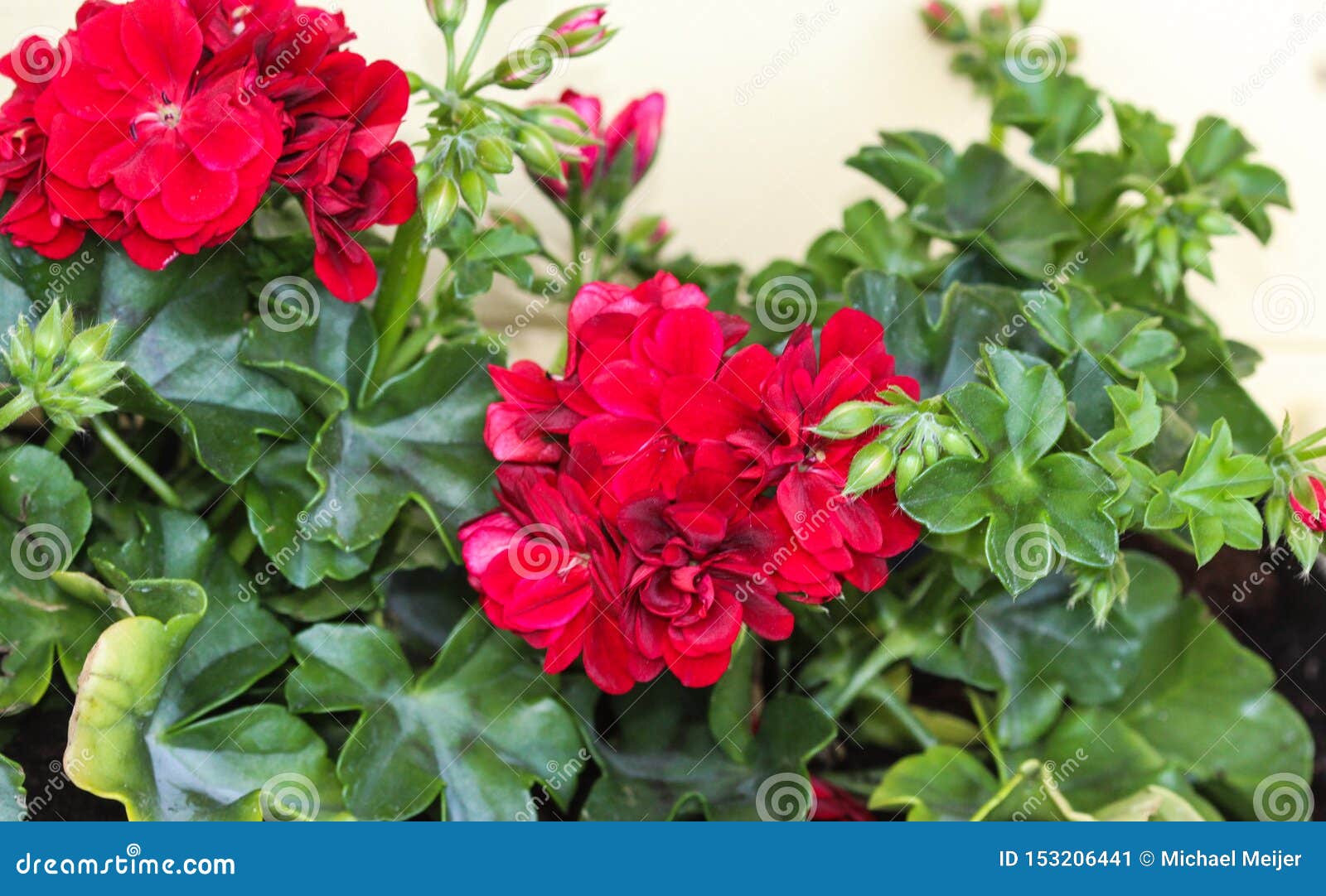 Red Geraniums (Pelargonium X Hortorum) in Garden Blooming Stock Image ...