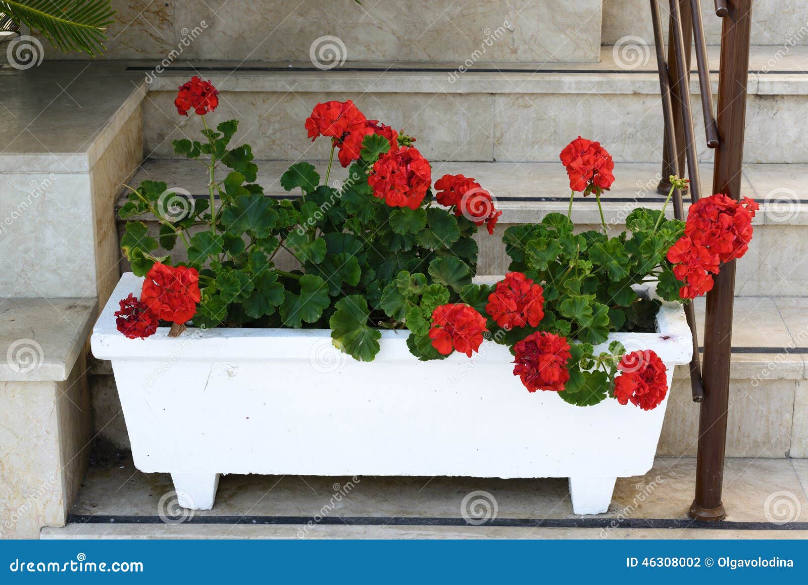 Red Geraniums in Pots at Garden Stock Photo - Image of beauty ...
