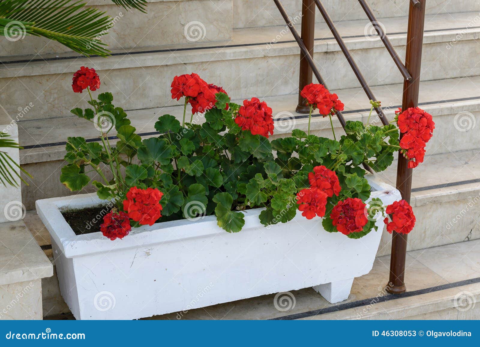 Red Geraniums in Pots at Garden Stock Image - Image of floral ...
