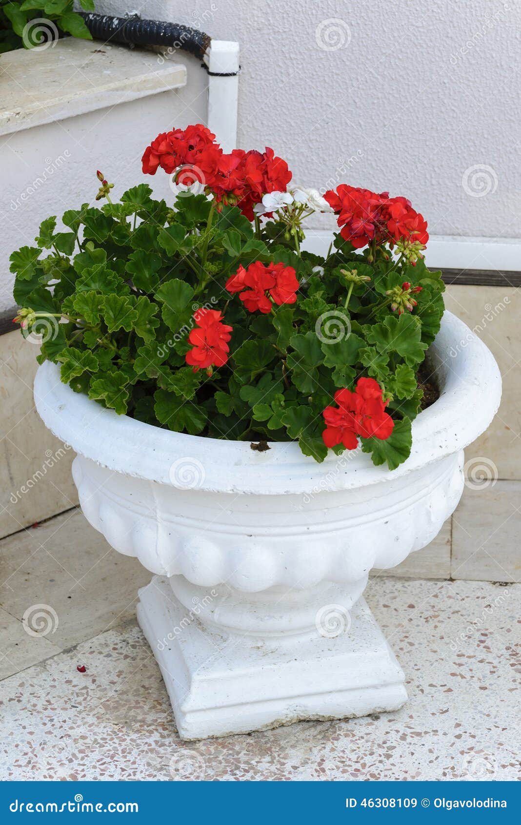 Red Geraniums in Pots at Garden Stock Image - Image of perennial, leaf ...