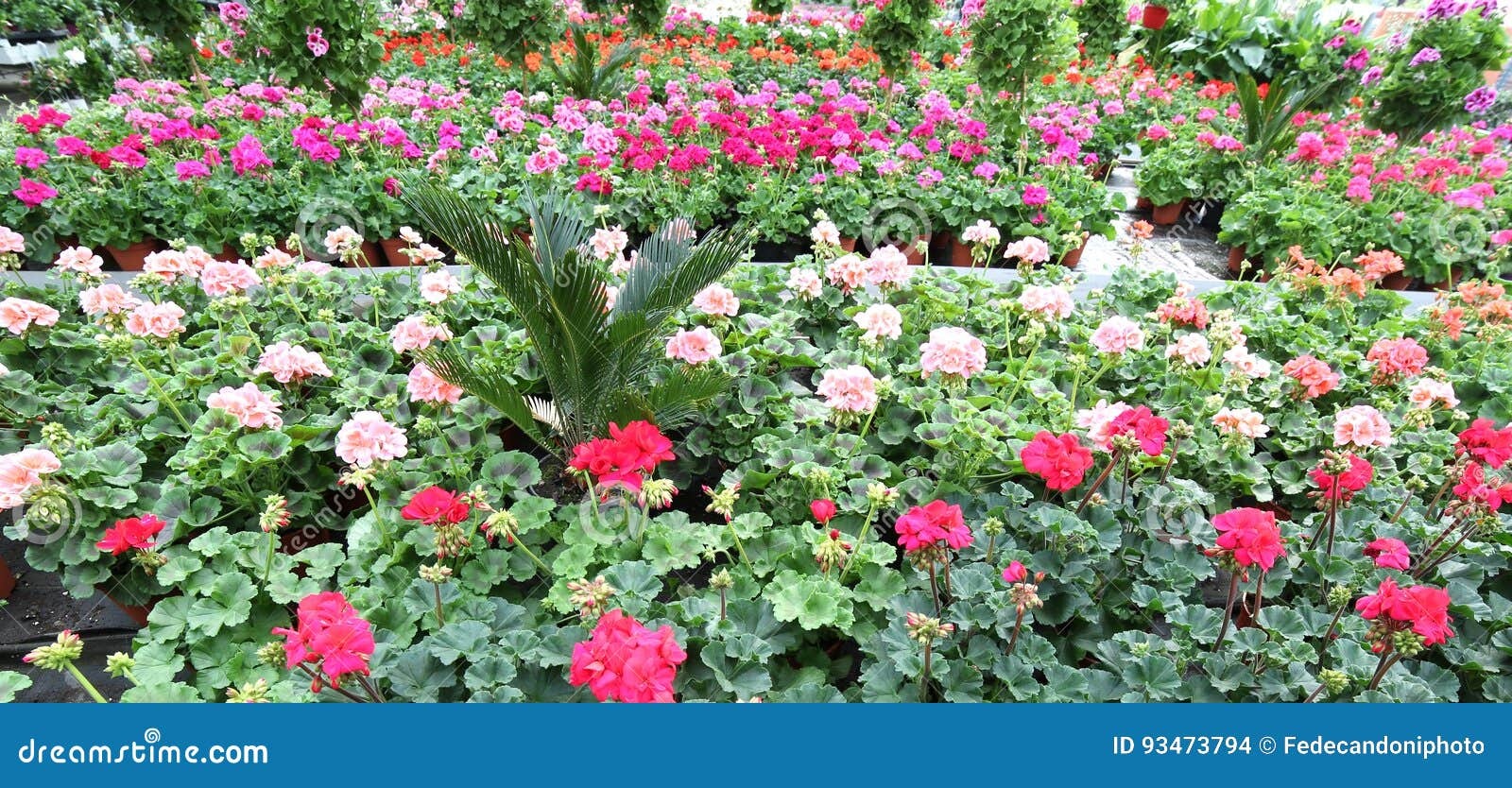 Red Geraniums for Sale in Greenhouse in Spring Stock Photo - Image of ...
