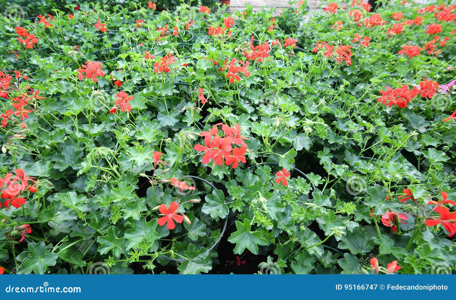 Red Geraniums for Sale in Greenhouse in Spring Stock Image - Image of ...