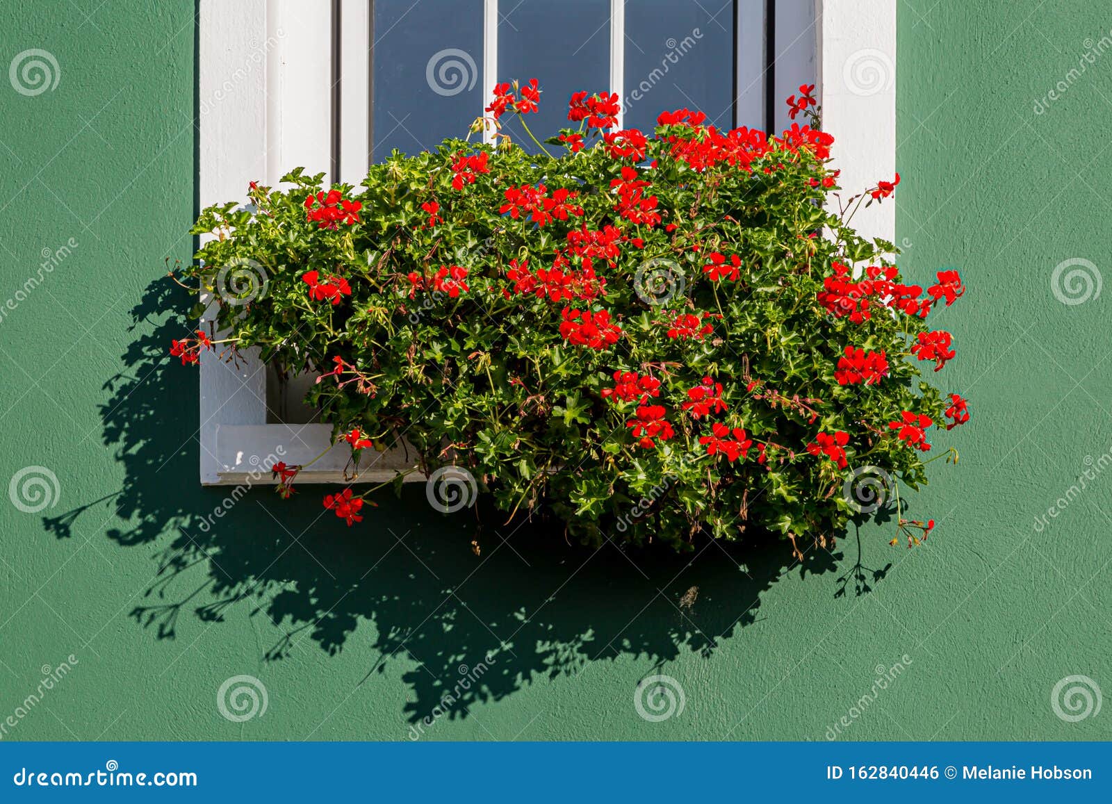 Red Geraniums stock photo. Image of jersey, flowers - 162840446