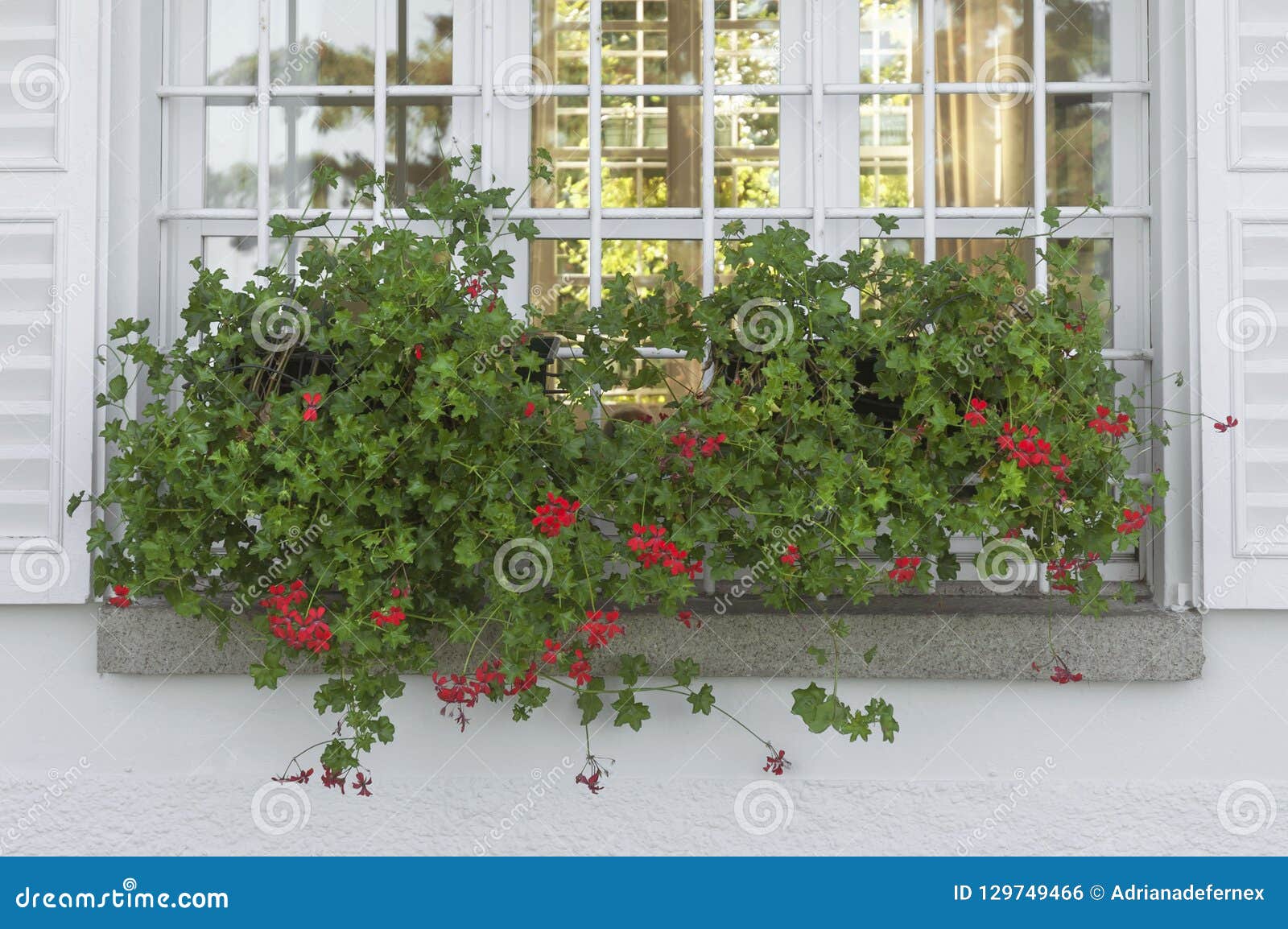 Red Geraniums at the Window Stock Photo - Image of decoration ...