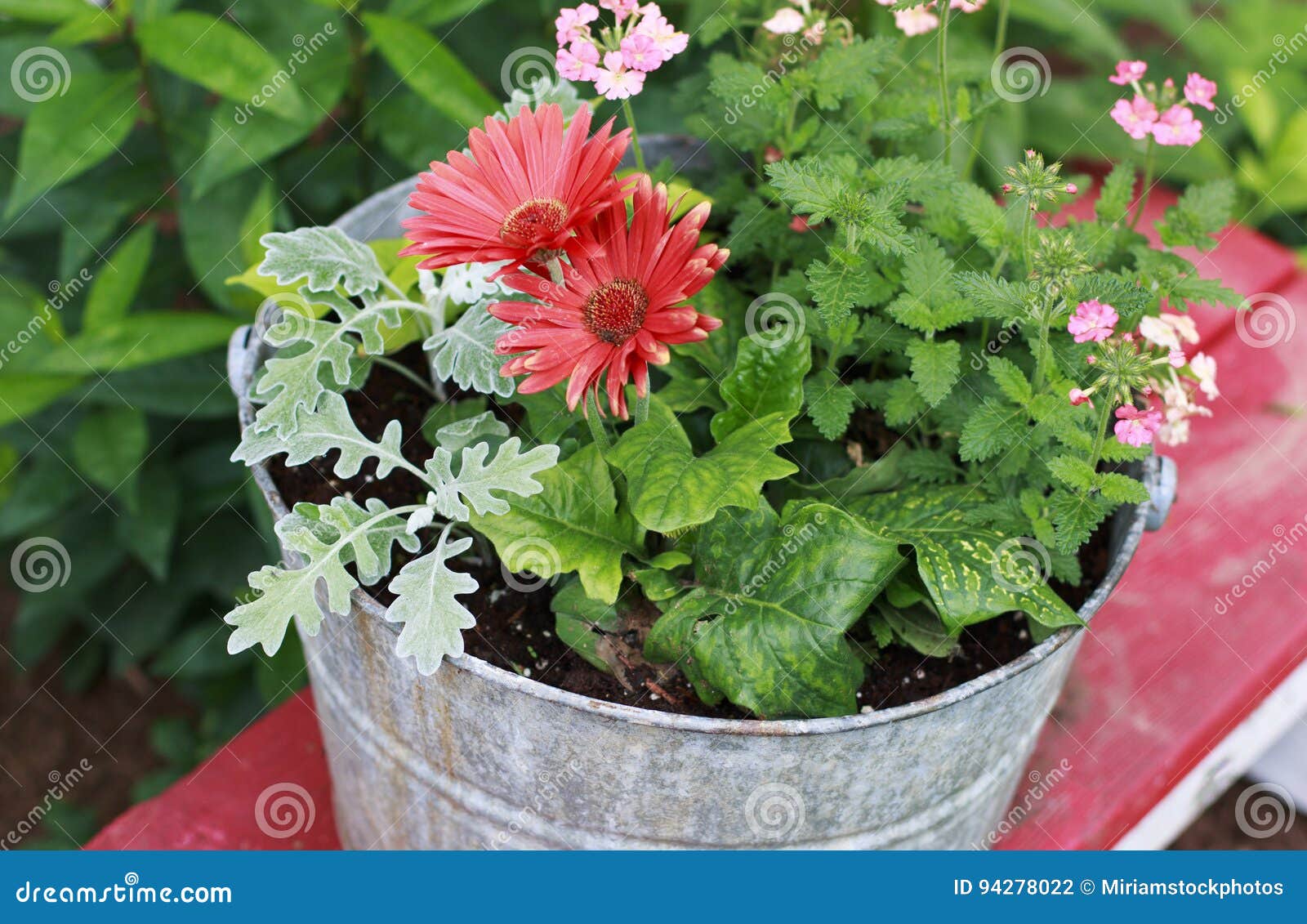 Red Gerber Daisies in a Metal Bucket Stock Photo - Image of wood ...