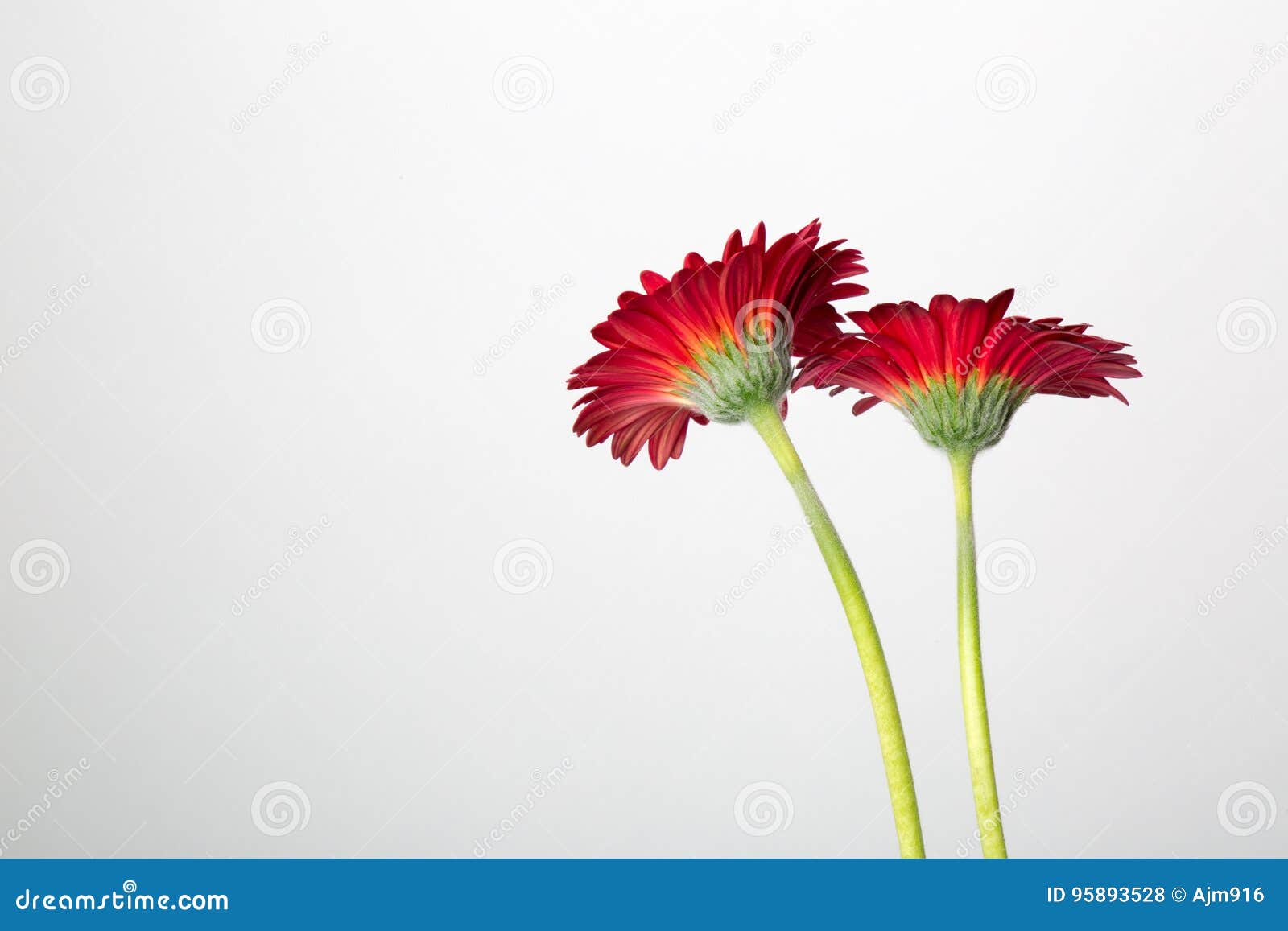 Red Gerber Daisies on White Background Stock Photo - Image of bright ...