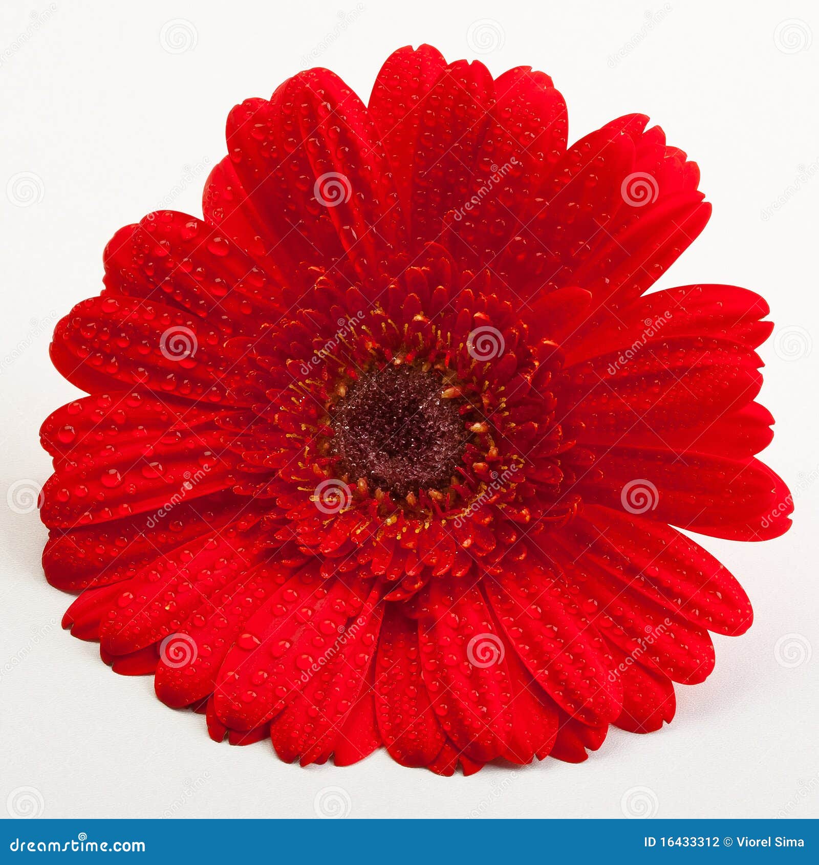 Red Gerber Daisy stock photo. Image of spring, clipping - 16433312