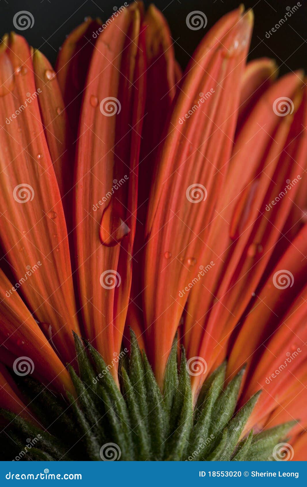 Red Gerber Daisy stock photo. Image of barberton, series - 18553020