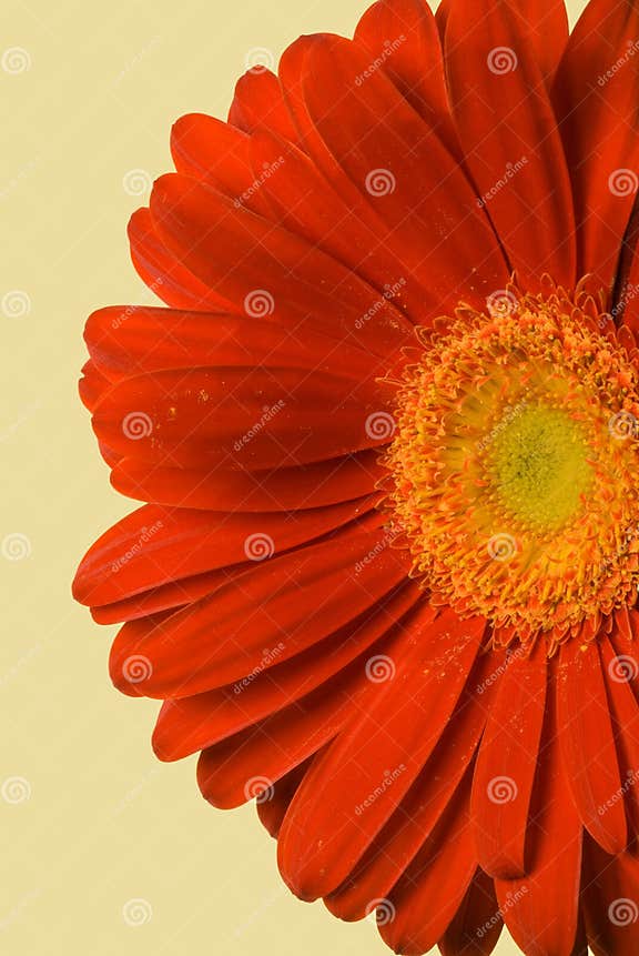 Red Gerber Daisy stock photo. Image of flowers, vibrant - 4162110