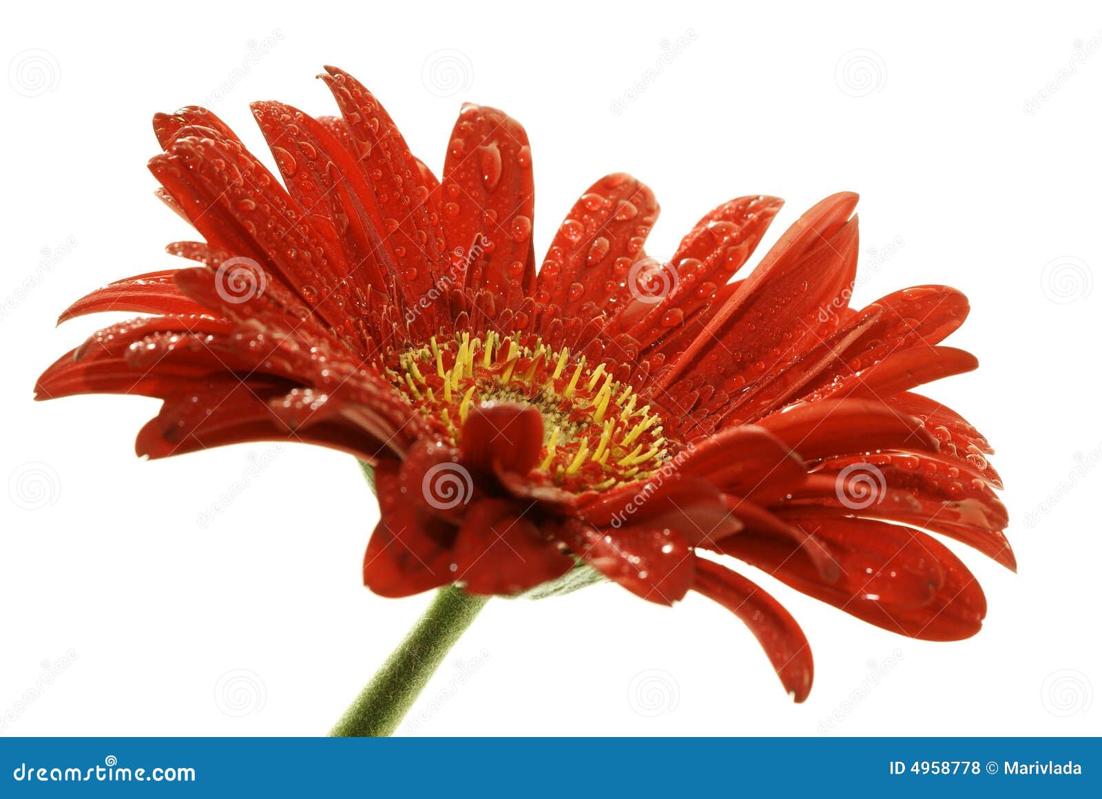 Red Gerber Daisy with Droplets Stock Photo - Image of single, flower ...