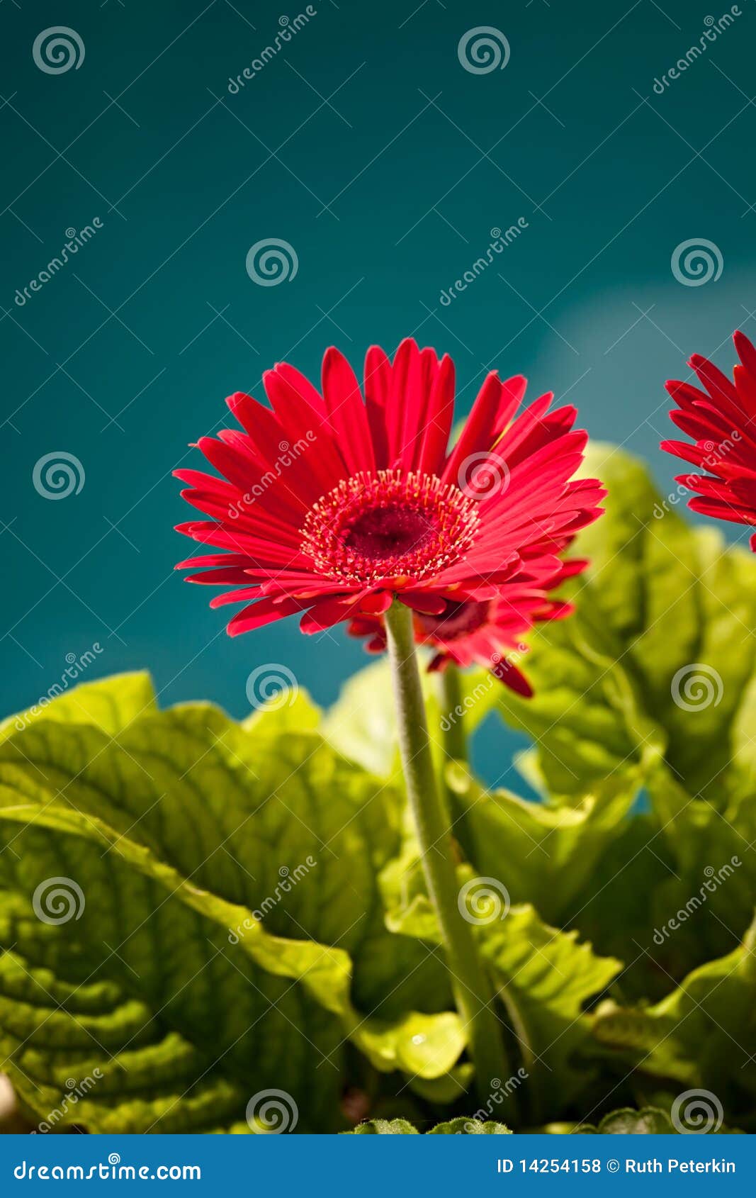Red Gerber Daisy Flower stock photo. Image of soft, daisy - 14254158