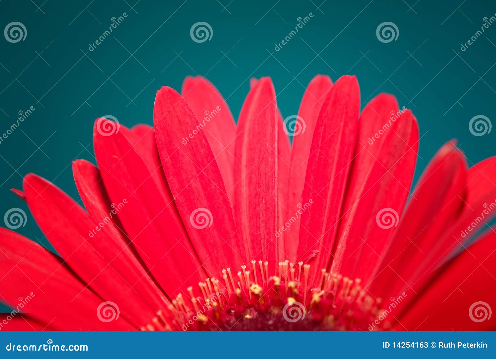 Red Gerber Daisy Flower stock image. Image of blossom - 14254163