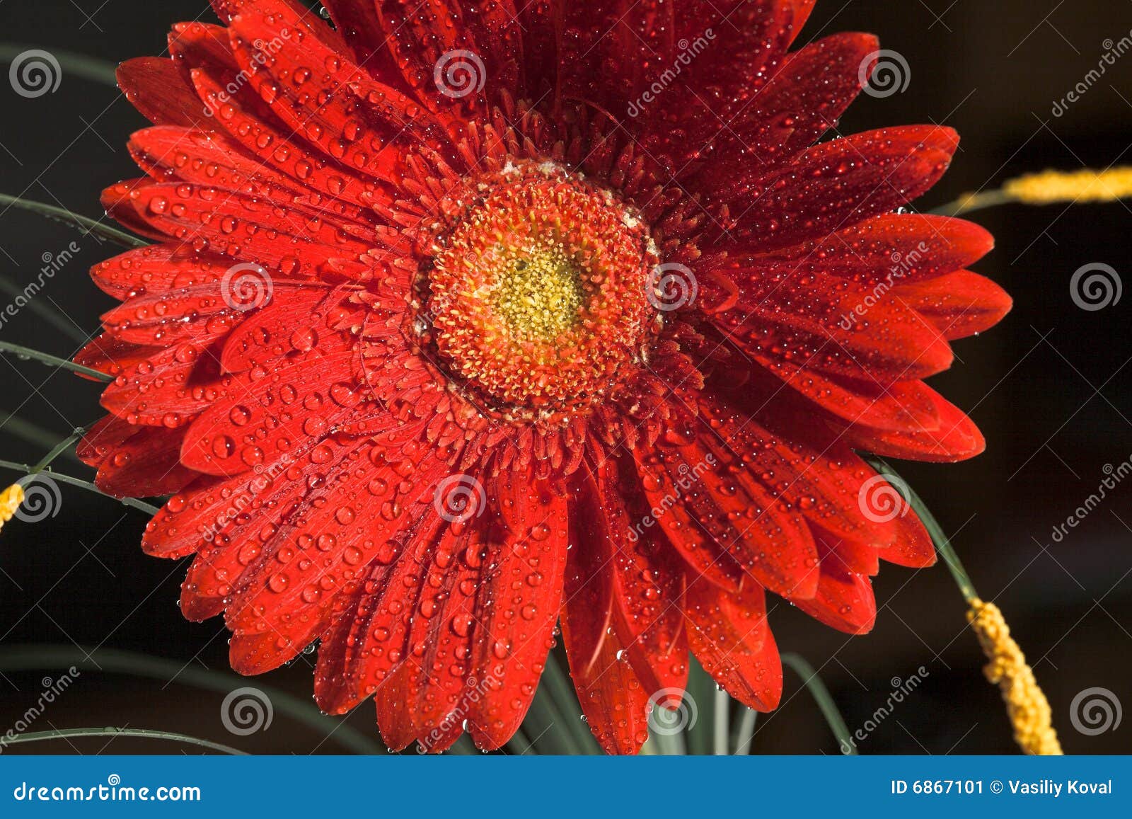 Red gerber flower stock image. Image of florist, isolated - 6867101