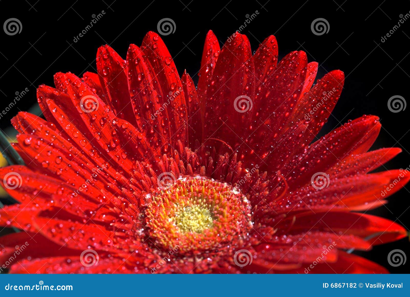 Red gerber flower stock photo. Image of plant, gerbera - 6867182