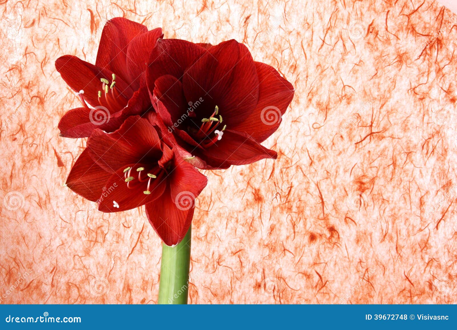 Red Gerber Flower on Colored Background Stock Photo - Image of ...
