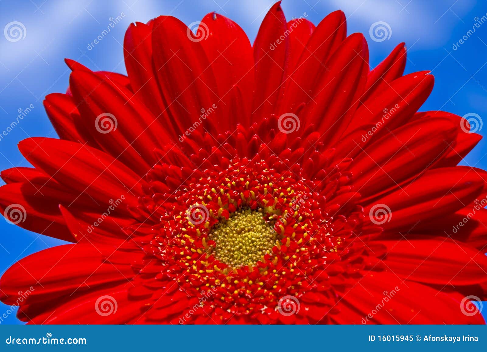 Red gerbera stock image. Image of gerbera, nature, blue - 16015945