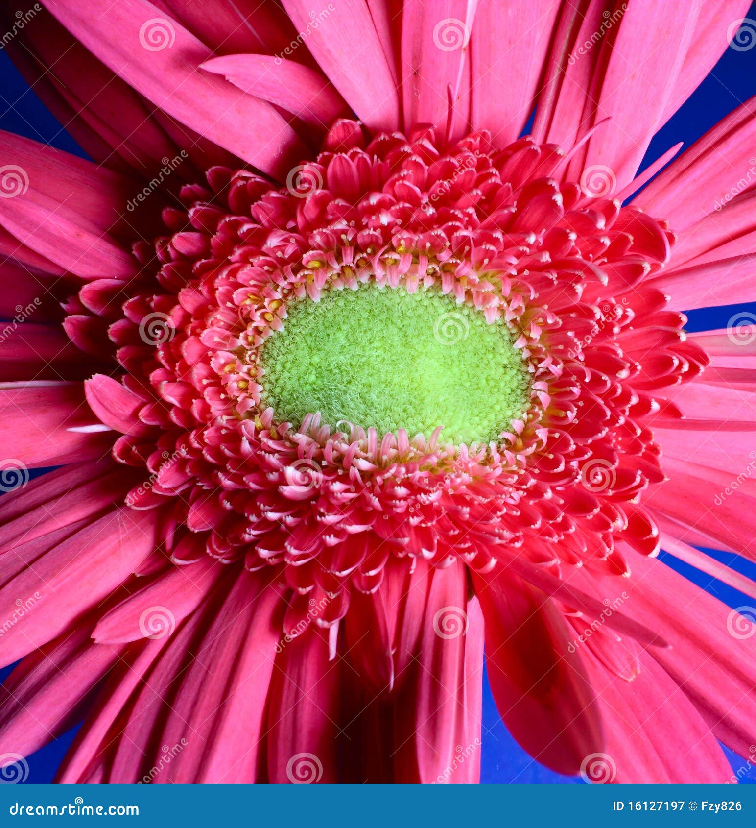 Red gerbera stock image. Image of botany, nature, petal - 16127197