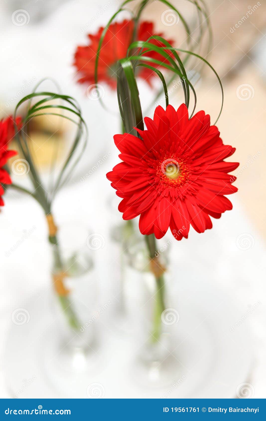 Red gerbera stock image. Image of table, bouquet, accessories - 19561761