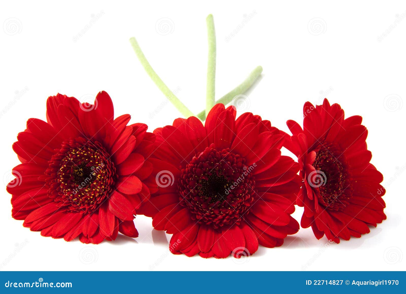 Red gerbera stock image. Image of event, isolated, autumn - 22714827