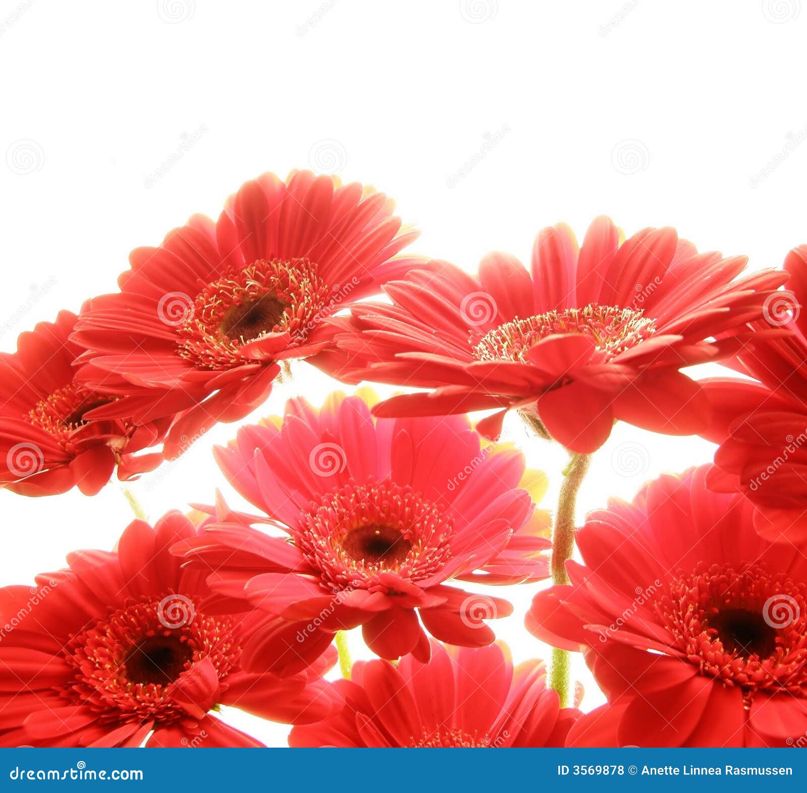 Red gerbera stock photo. Image of vibrant, park, garden - 3569878