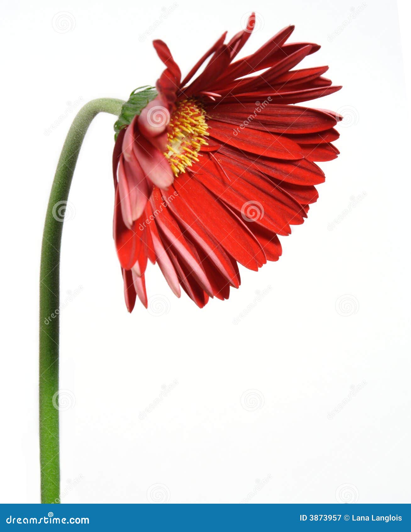 Red gerbera stock image. Image of tired, gerber, floral - 3873957
