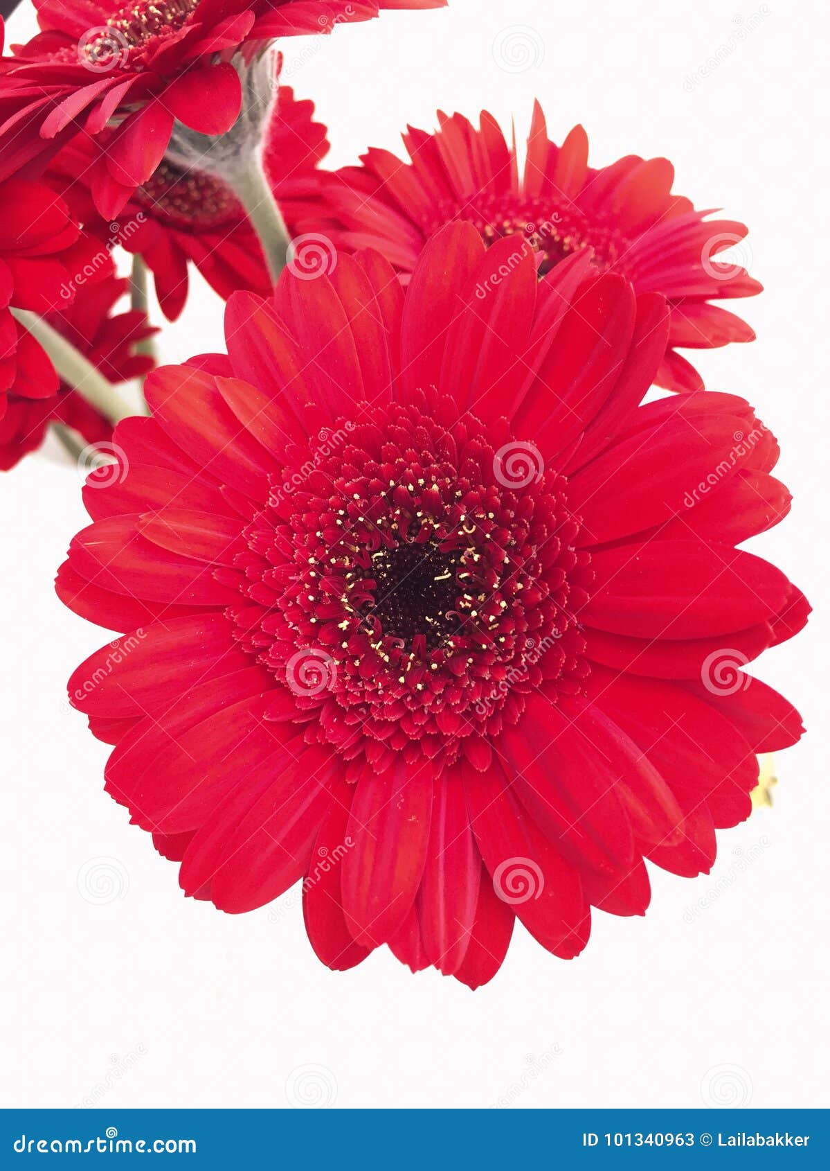 A red gerbera in close-up stock image. Image of flower - 101340963