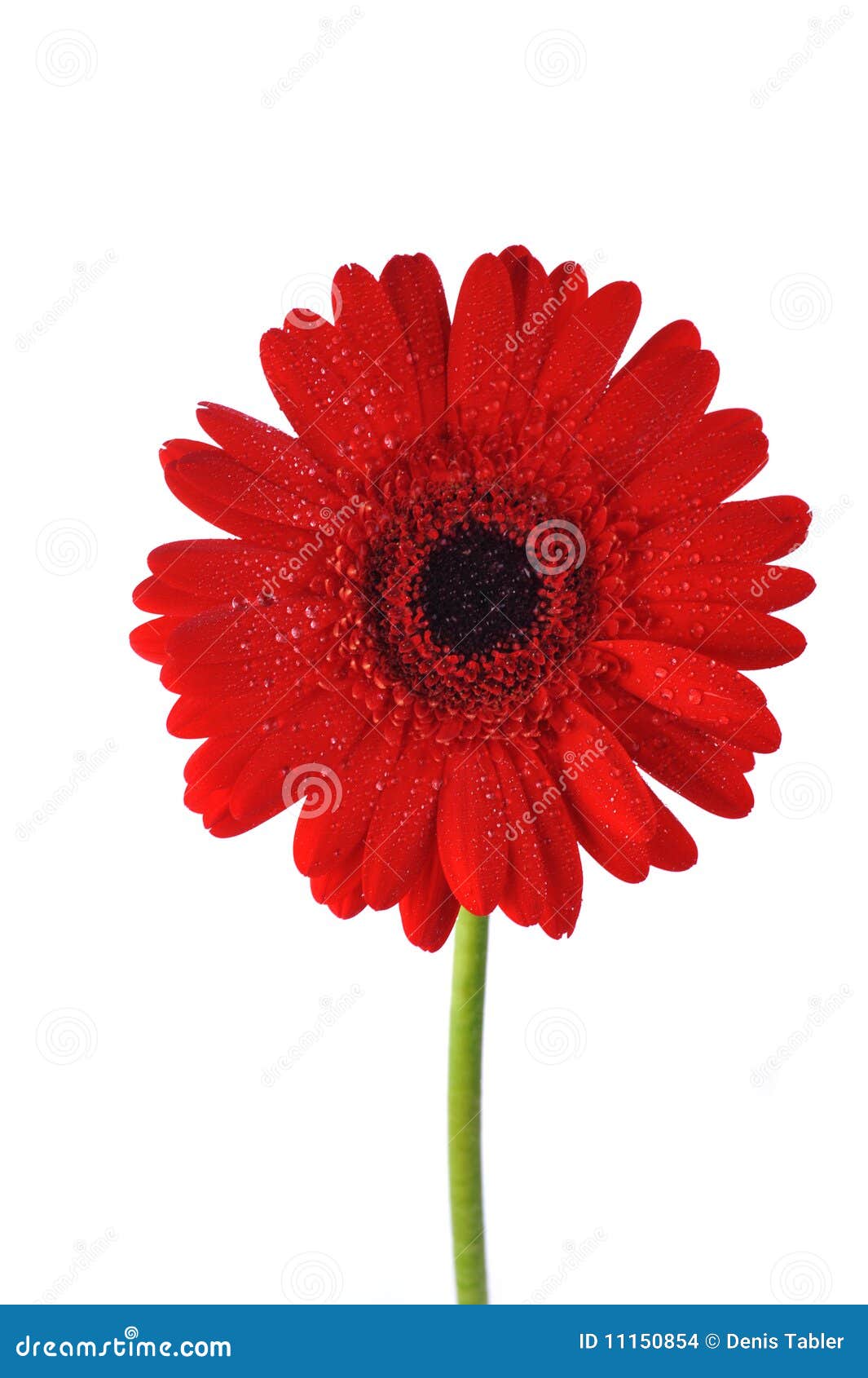 Red gerbera close up stock photo. Image of colored, copy - 11150854