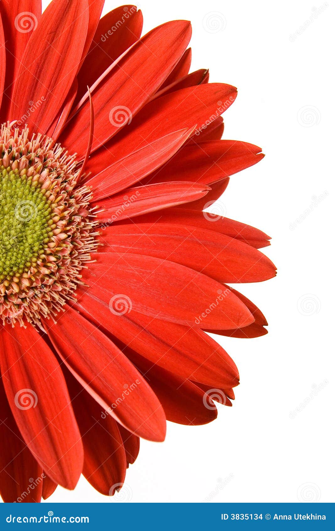15,047 Gerbera Close Up Stock Photos - Free & Royalty-Free Stock Photos ...
