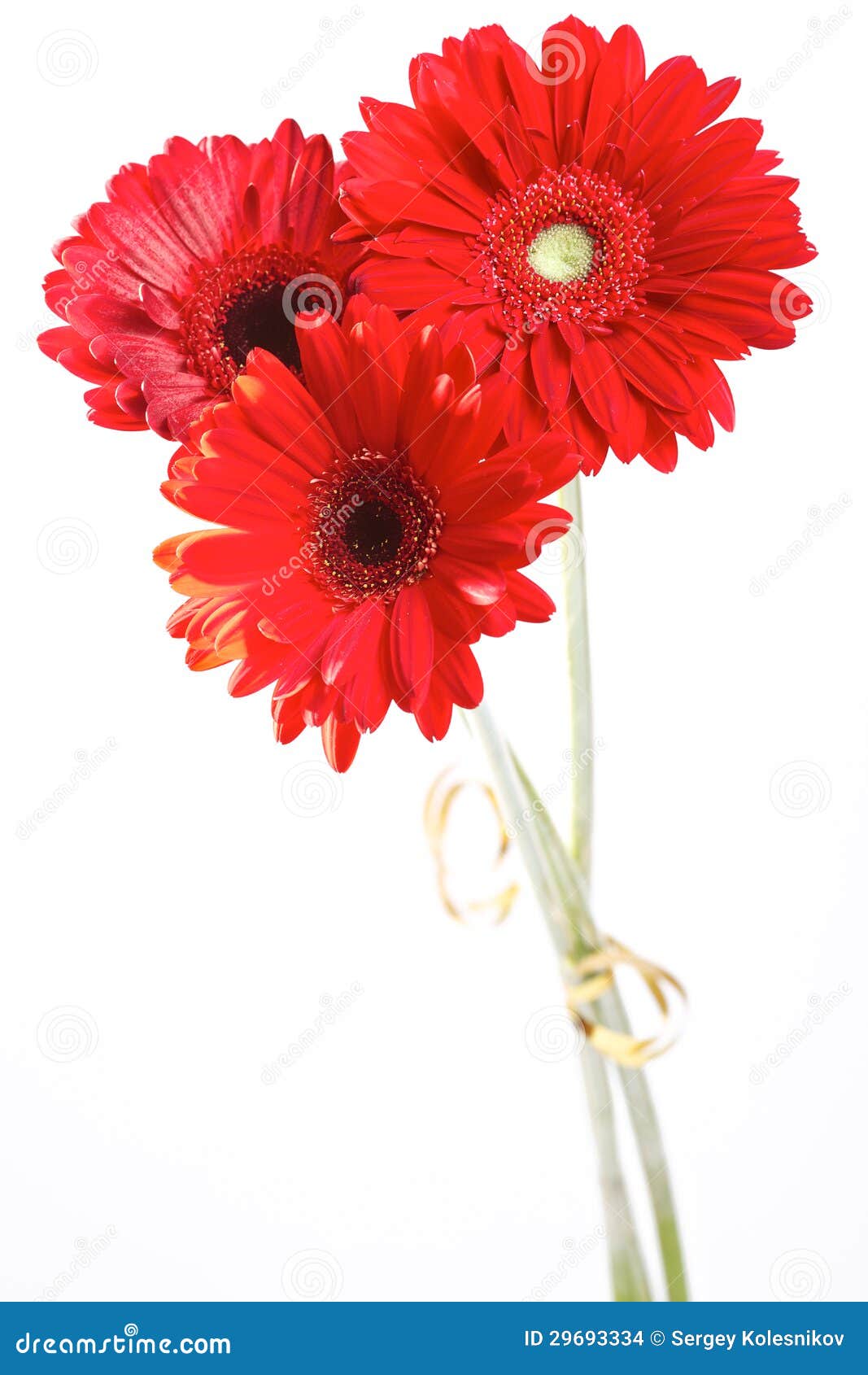 Red Gerbera Daisies stock photo. Image of plant, bright - 29693334
