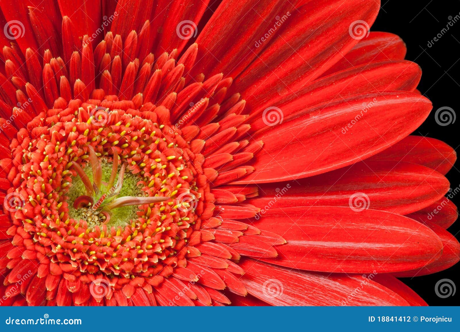 Red gerbera daisy stock photo. Image of black, beauty - 18841412