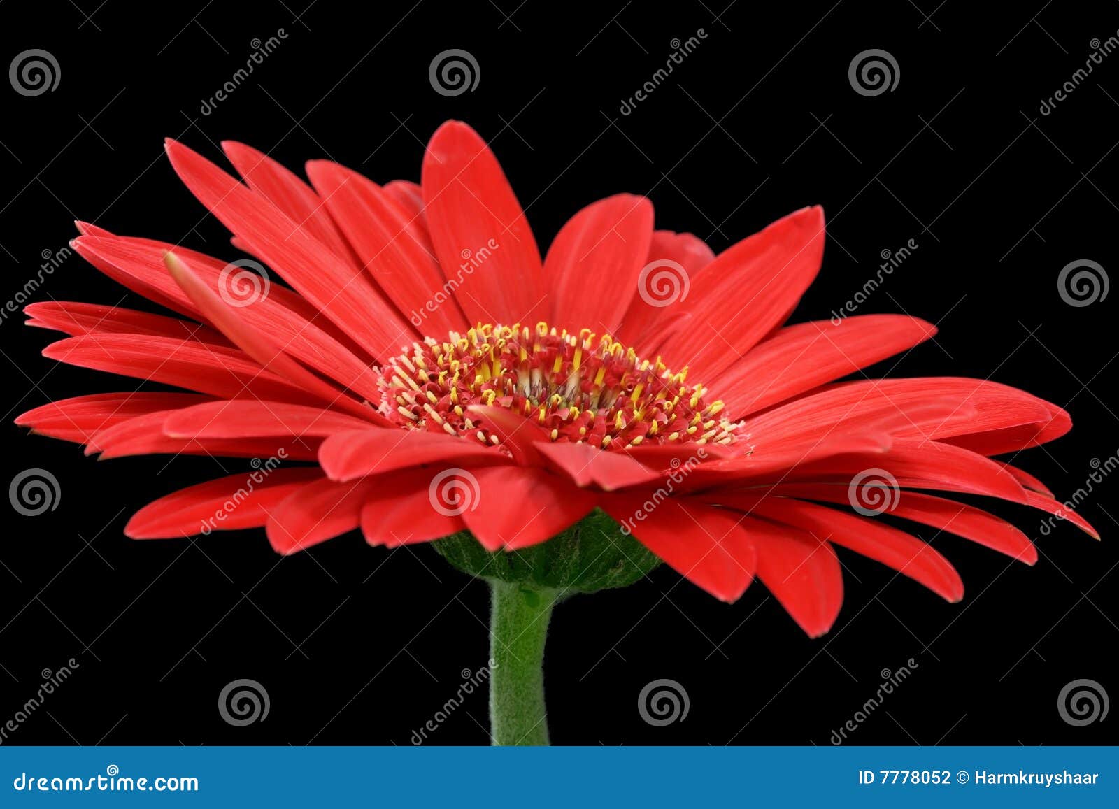 Red gerbera daisy stock photo. Image of decorating, head - 7778052