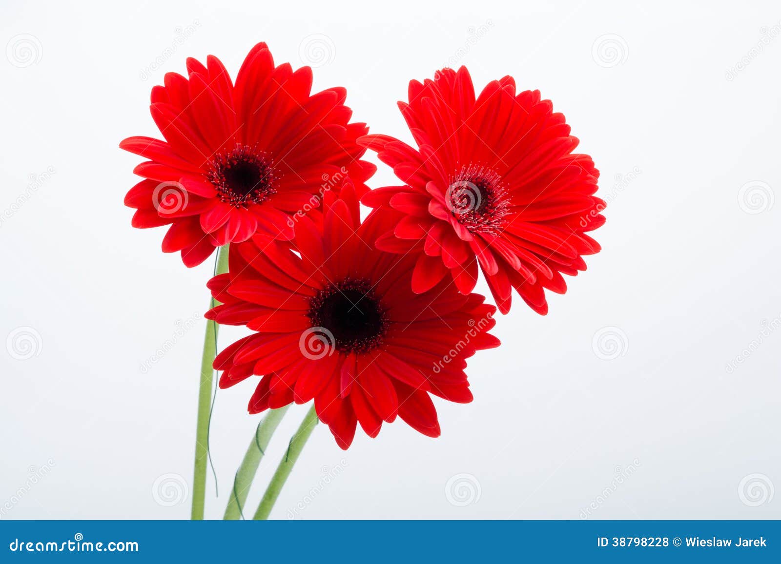 Red gerbera daisy flower stock photo. Image of blossom - 38798228