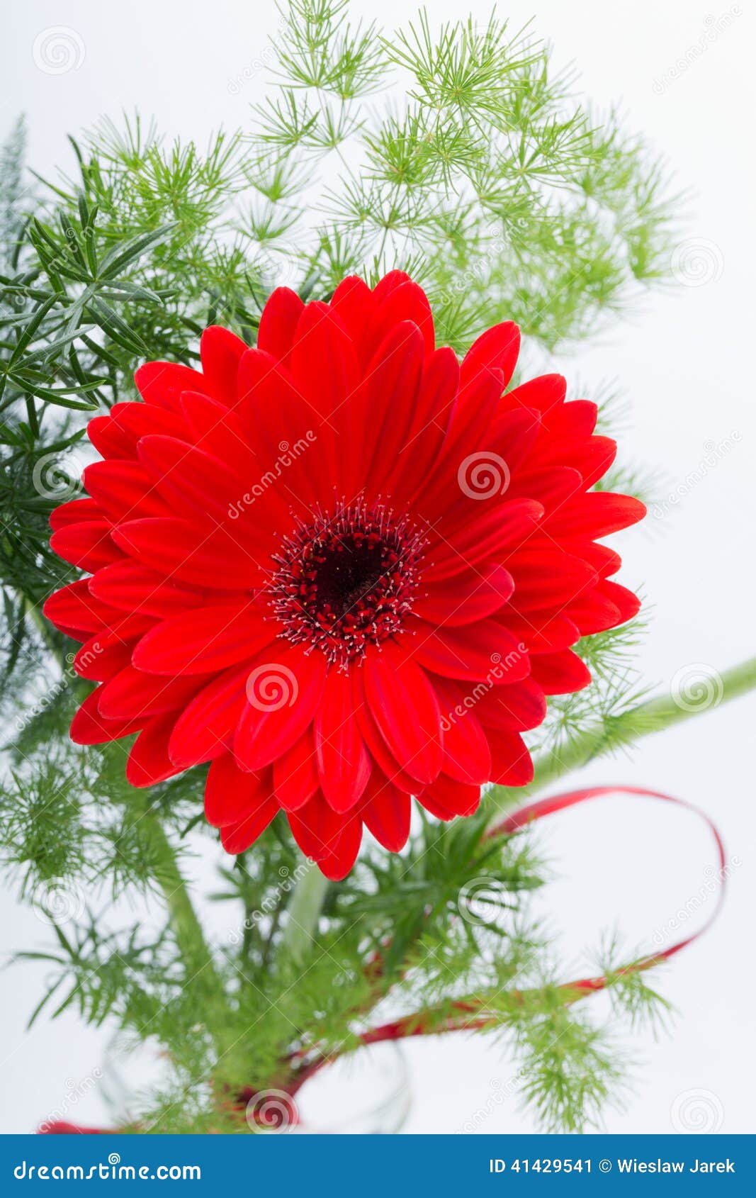 Red gerbera daisy flower stock image. Image of natural - 41429541