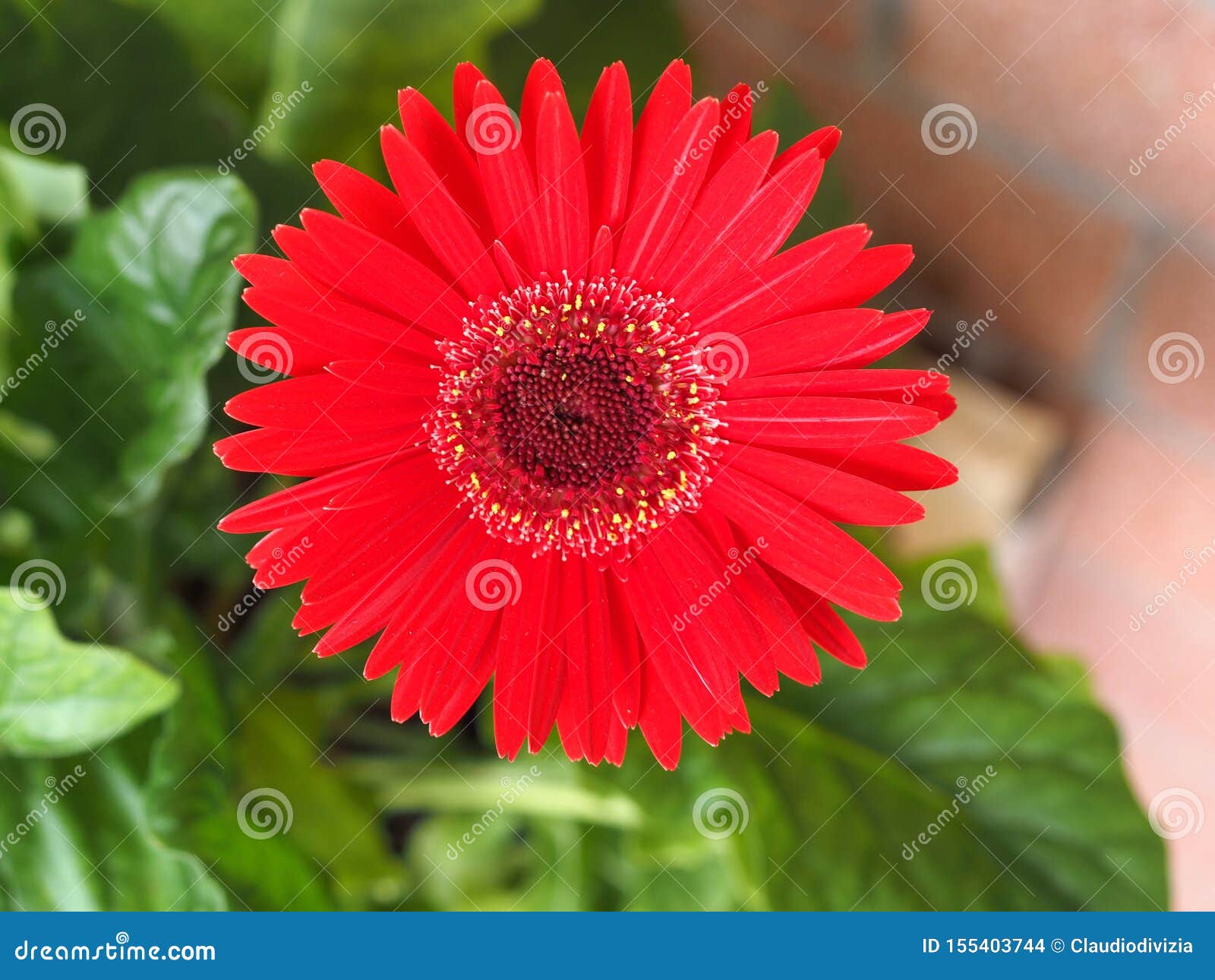 Red gerbera daisy flower stock photo. Image of daisy - 155403744